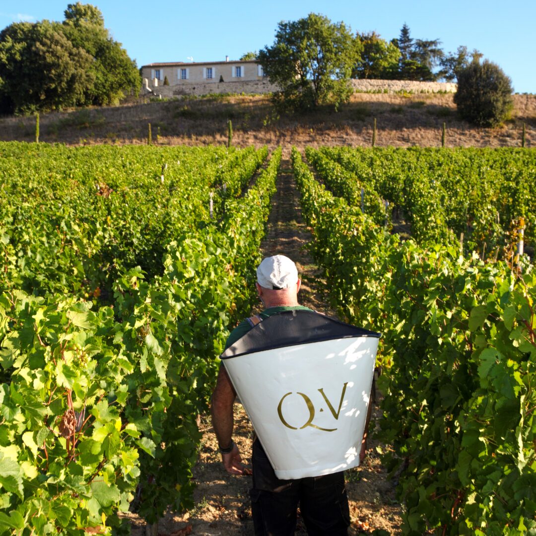 Conviction yields promise - Château Quintus